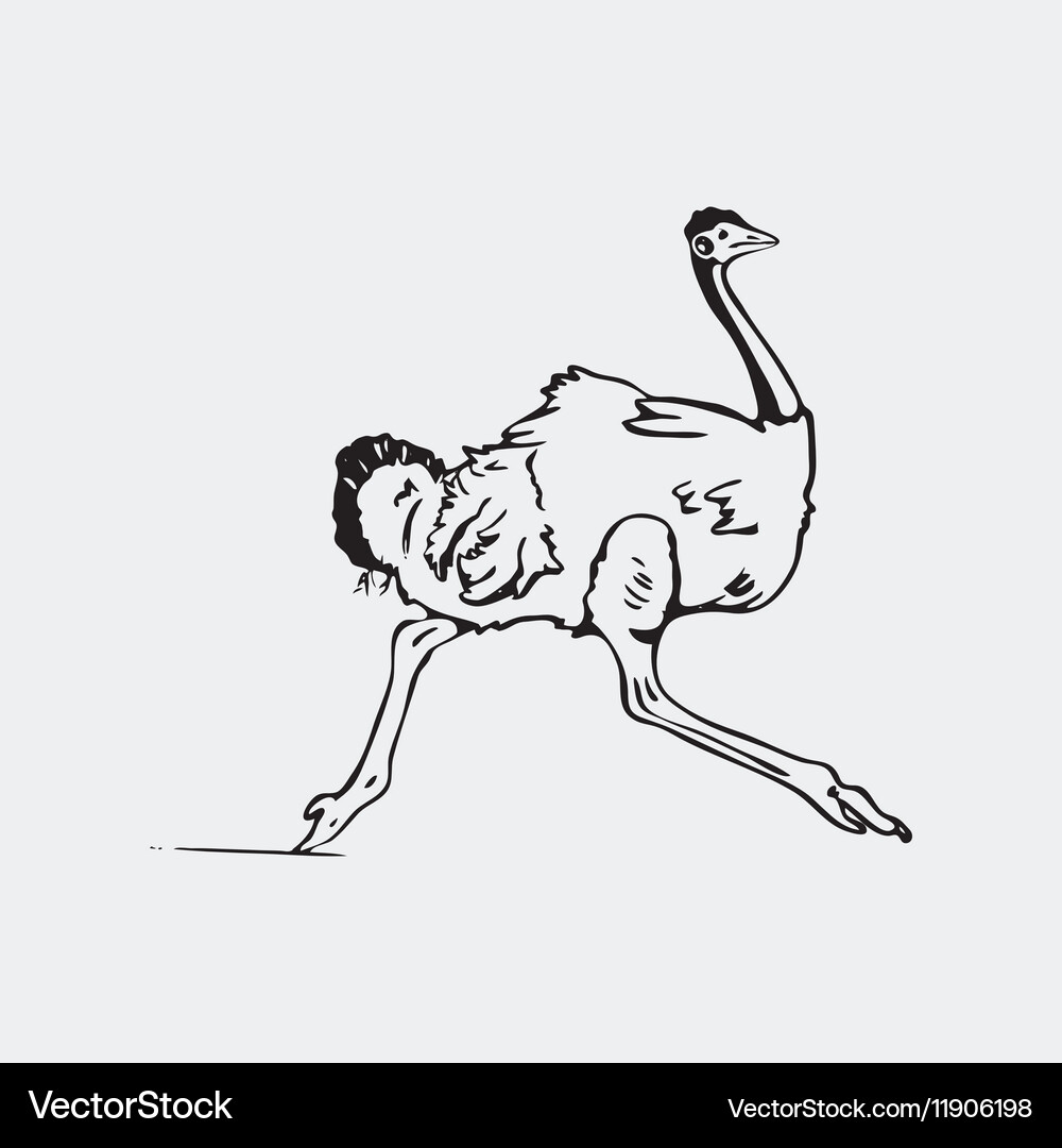 Hand-drawn pencil graphics ostrich bird engraving Vector Image