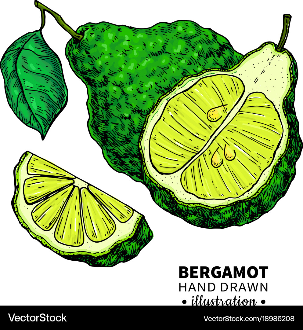 Bergamot drawing isolated vintage Royalty Free Vector Image