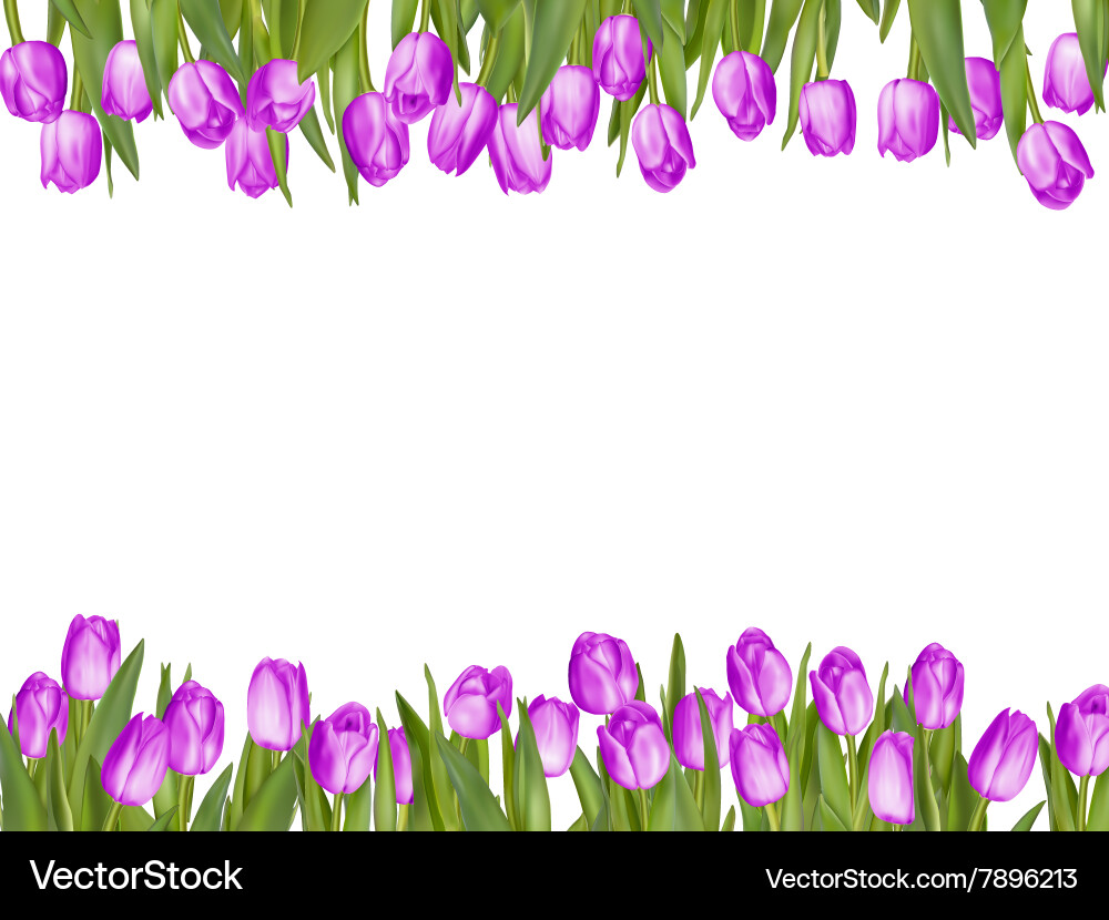 Isolated tulip frame arrangement eps 10 Royalty Free Vector