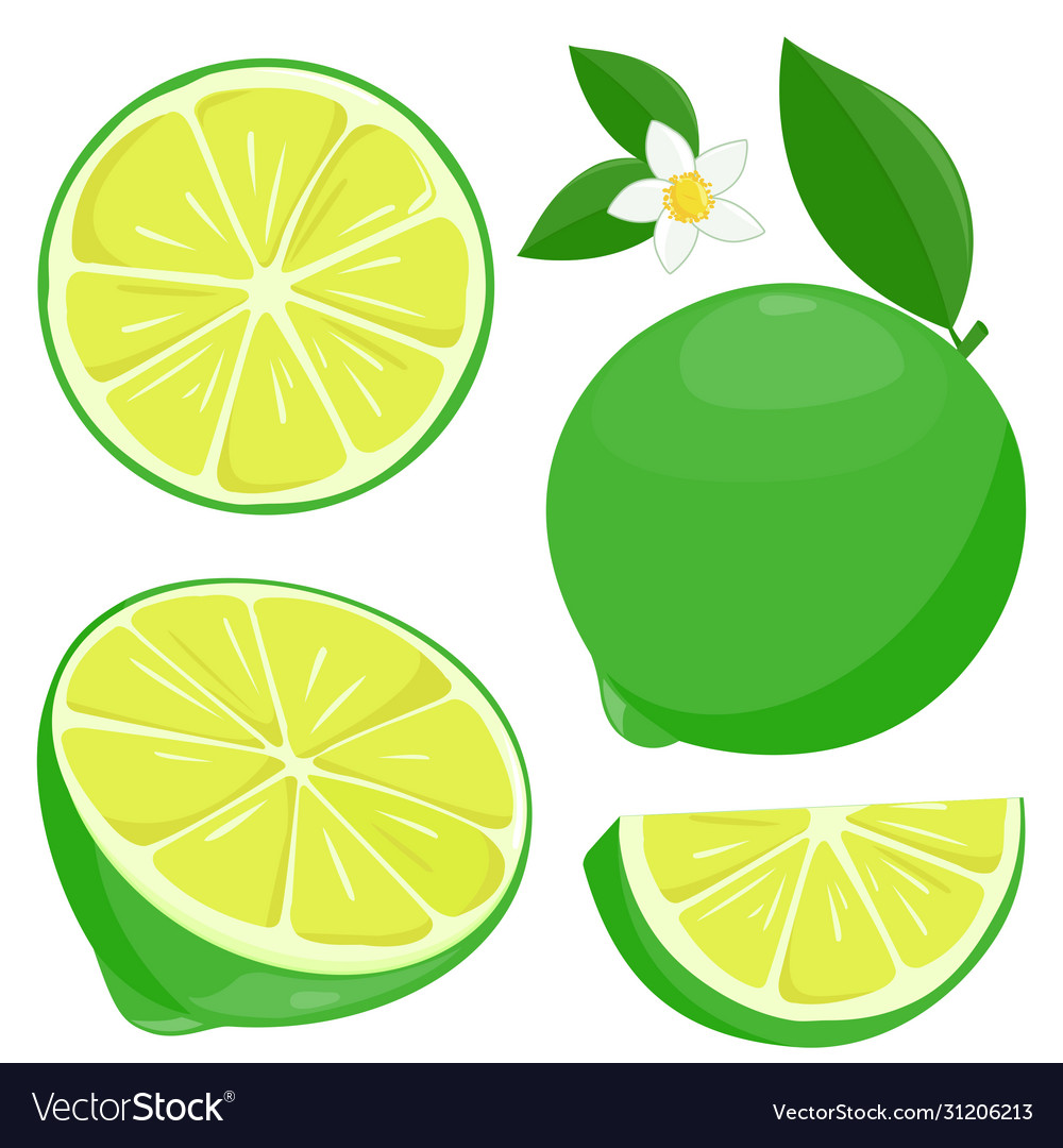 Lime fruit Royalty Free Vector Image - VectorStock