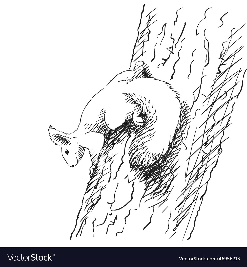 Squirrel Royalty Free Vector Image - VectorStock