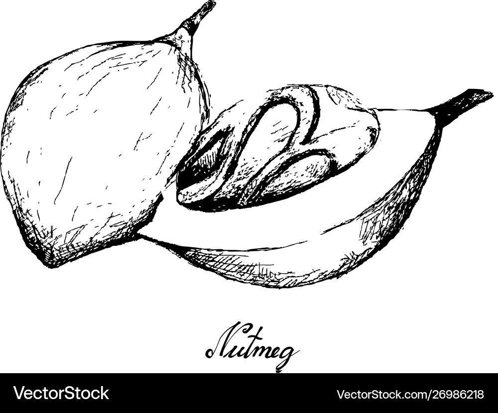 Hand drawn fresh nutmeg fruits Royalty Free Vector Image