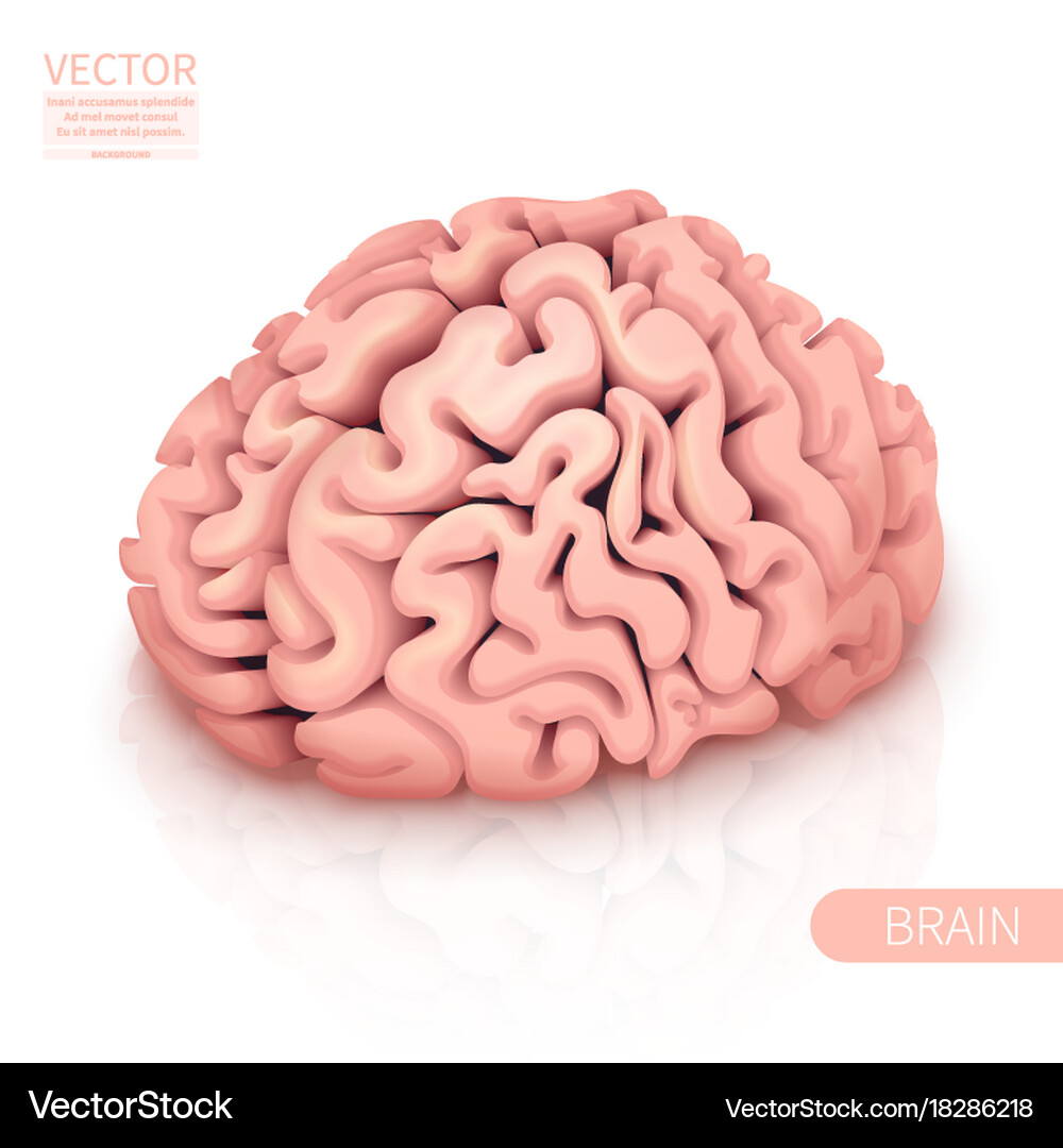 Human brainbrain 3d icon Royalty Free Vector Image