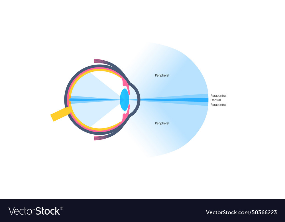 Peripheral vision poster Royalty Free Vector Image