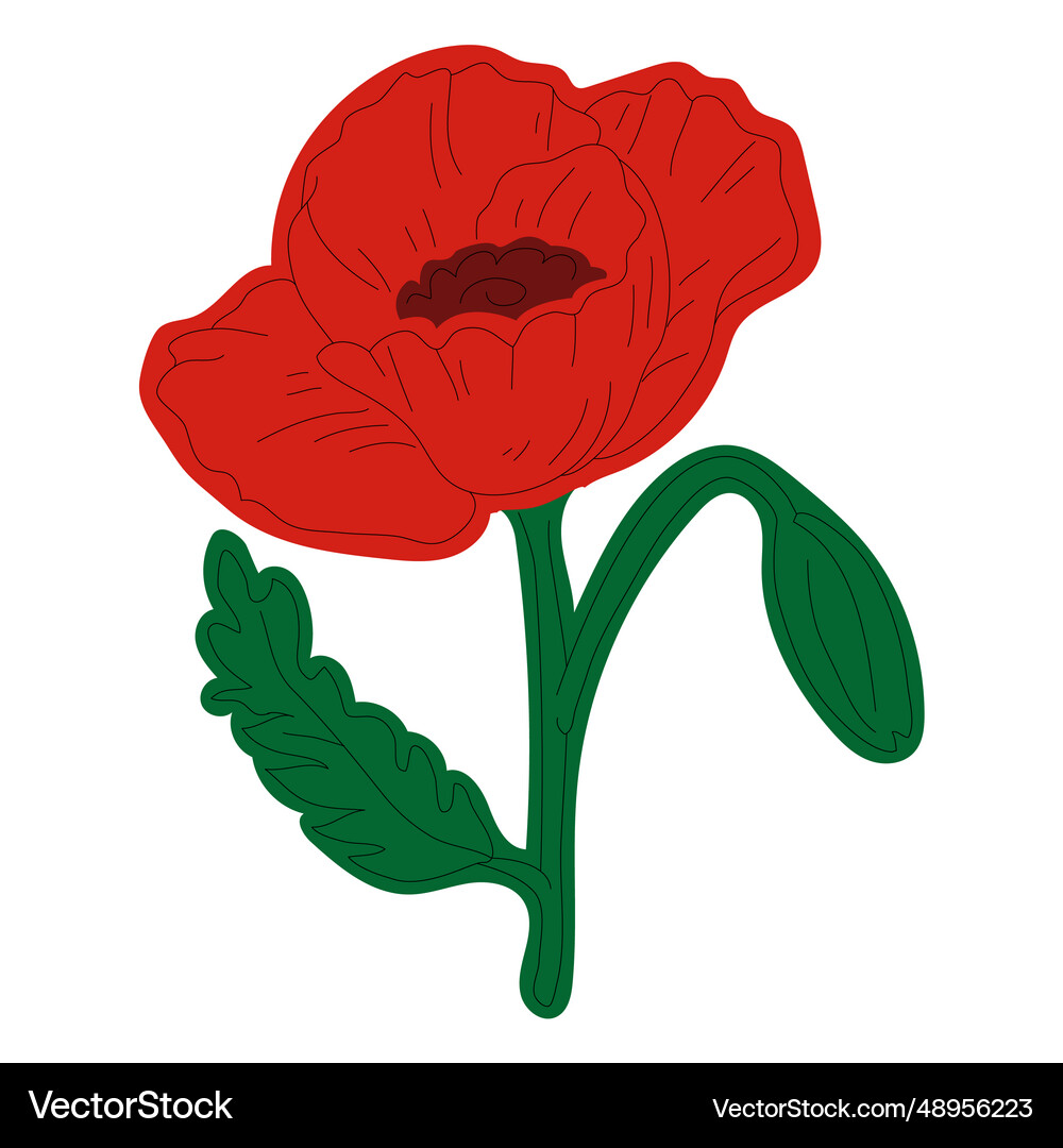Poppy flower hand drawing Royalty Free Vector Image