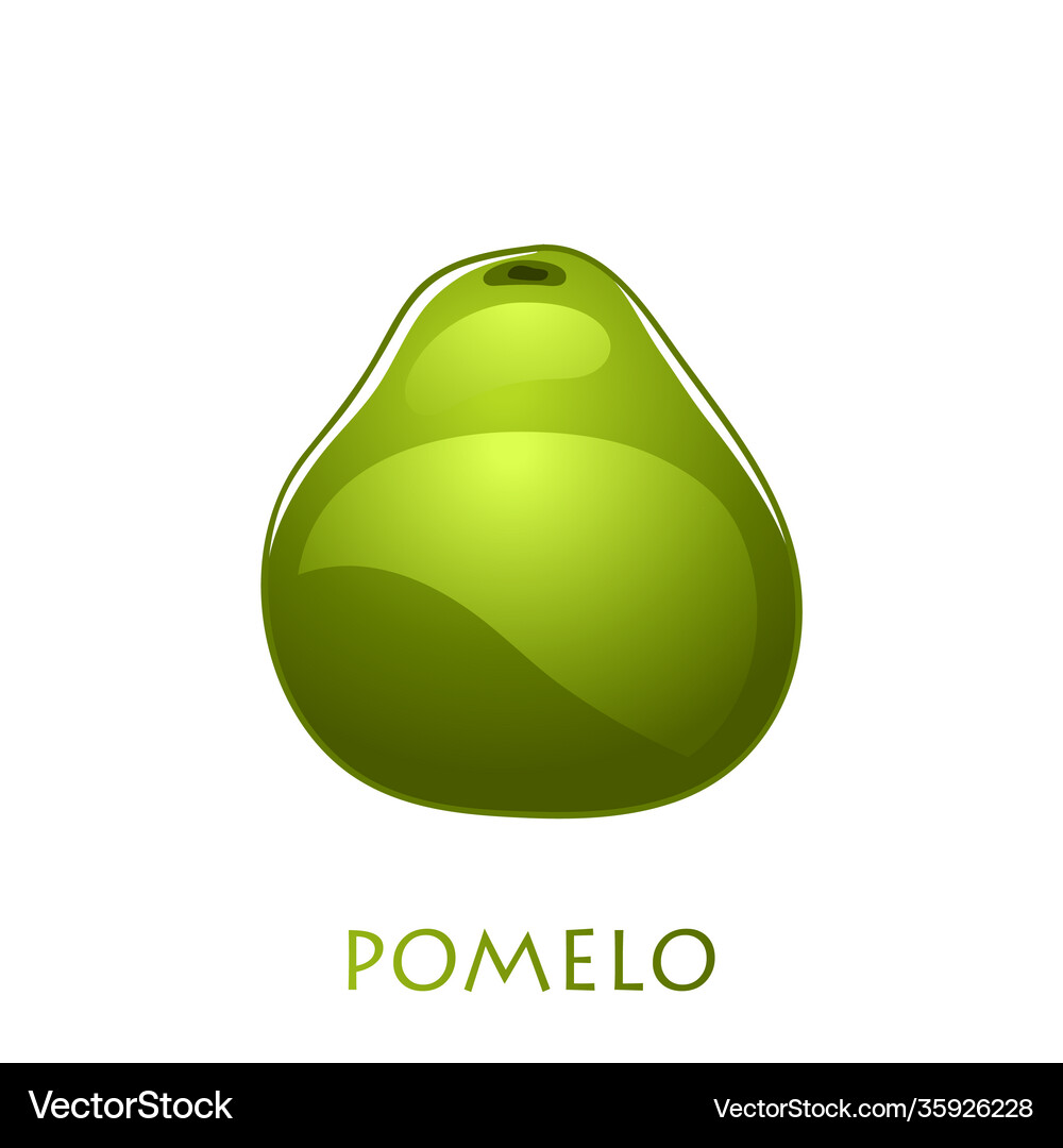 Fresh bright exotic whole green pomelo fruit Vector Image