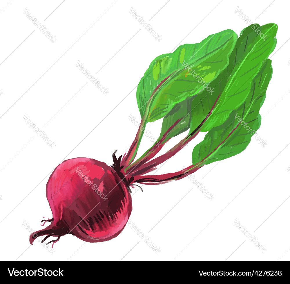 Picture of red beet Royalty Free Vector Image - VectorStock