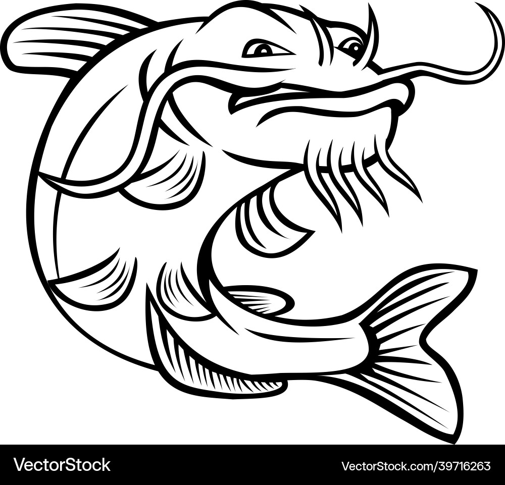 Channel catfish ictalurus punctatus or Royalty Free Vector