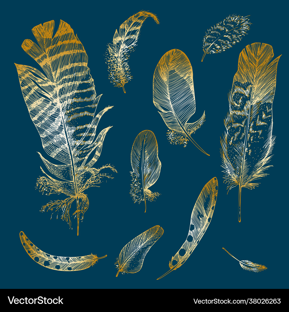 Set realistic sketch bird feather on isolated Vector Image