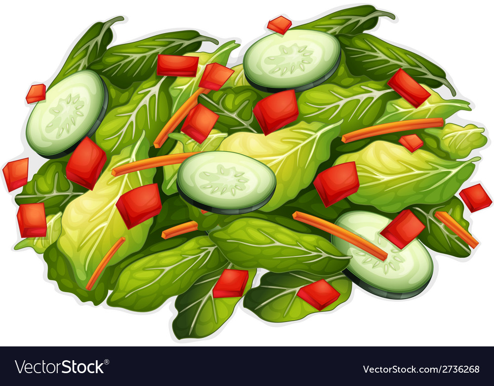 Salad Royalty Free Vector Image - VectorStock