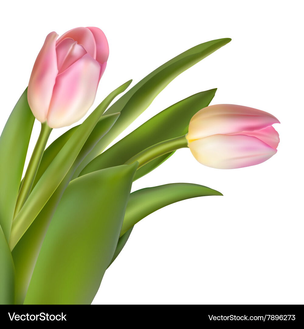 Pink tulip flowers eps 10 Royalty Free Vector Image