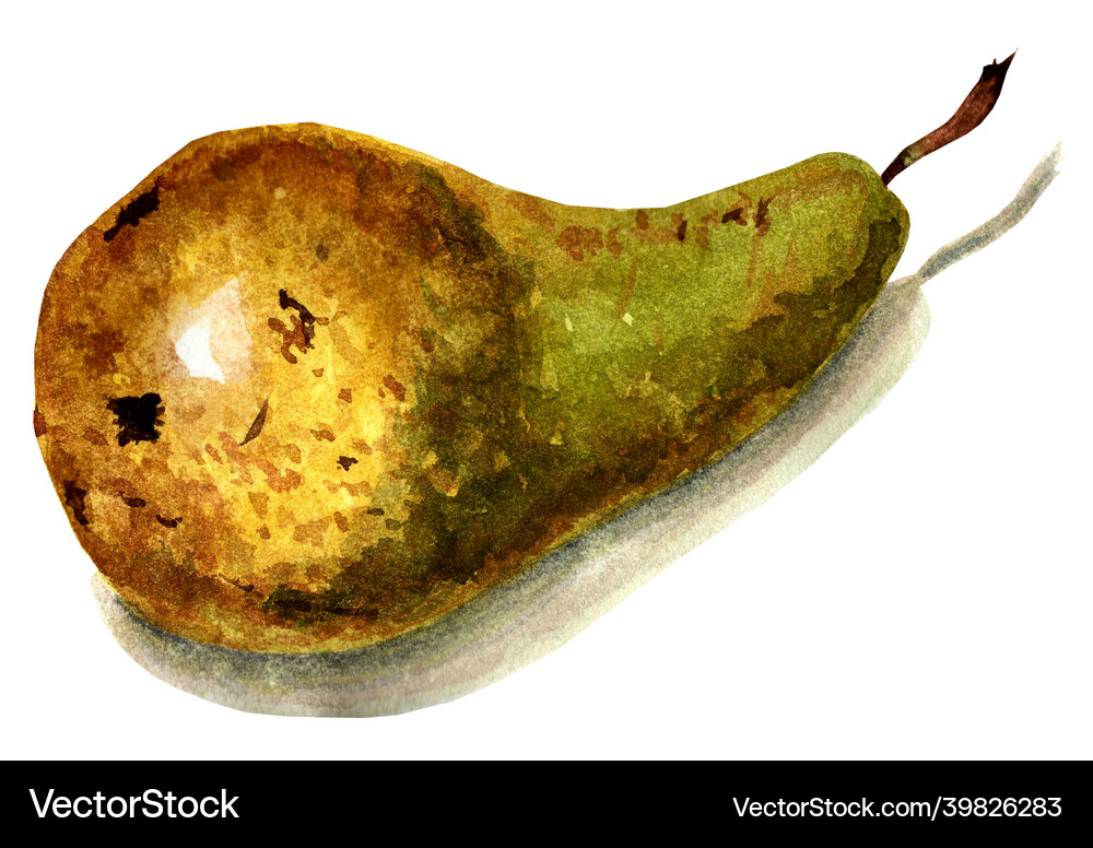 A fresh whole green pear with brown specks lying Vector Image