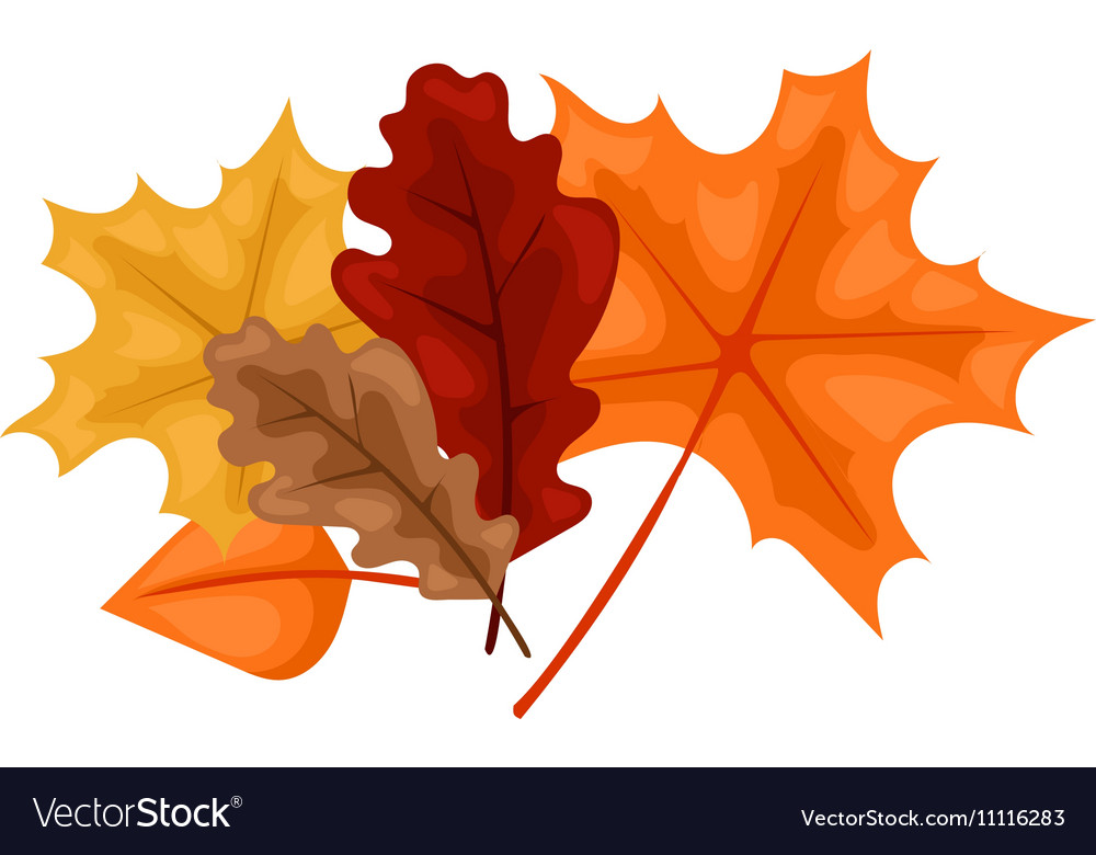 Autumn leaf Royalty Free Vector Image - VectorStock