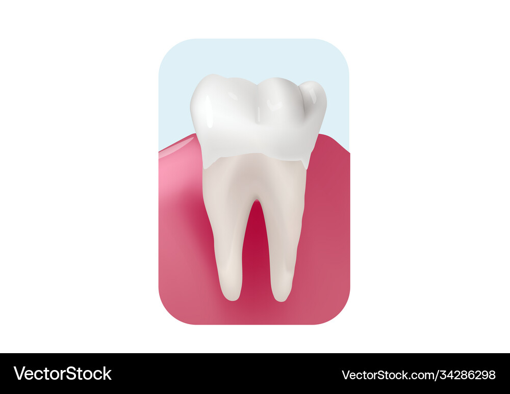 A healthy white tooth in gum Royalty Free Vector Image