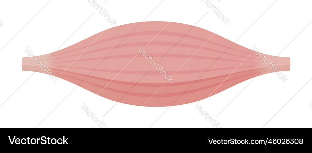 Healthy muscle white muscle Royalty Free Vector Image