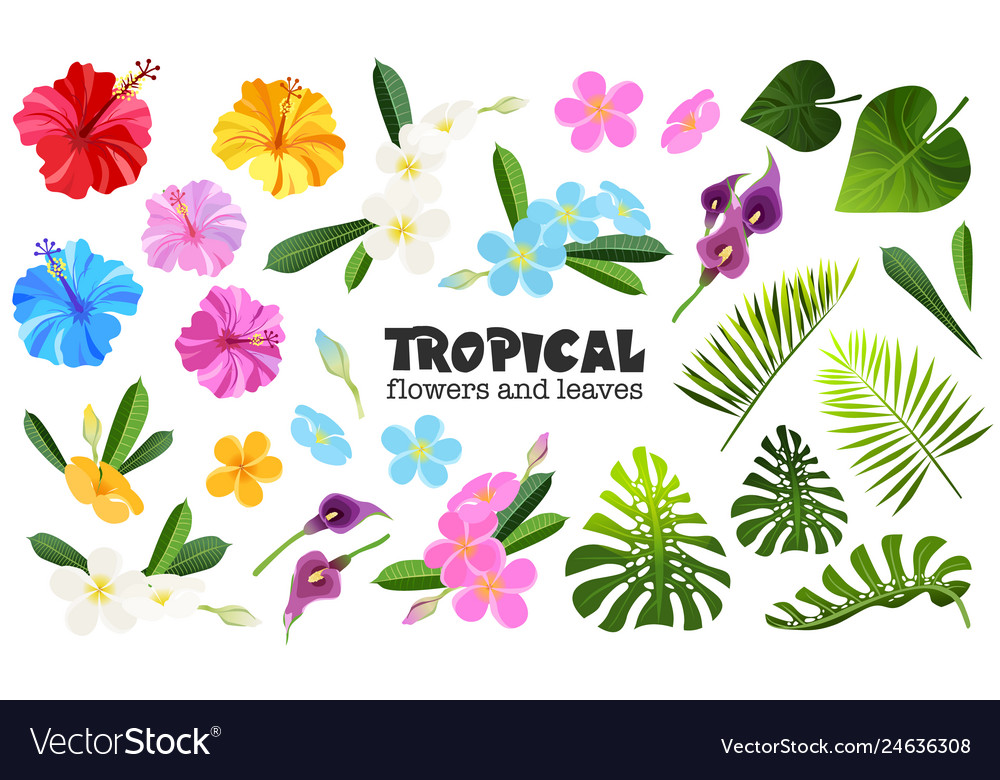 Tropical objects set Royalty Free Vector Image