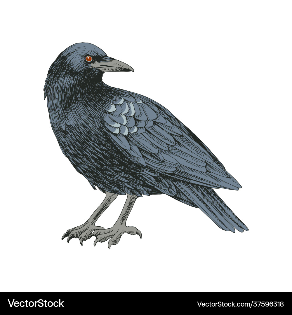 Graphic black crow isolated on white background Vector Image