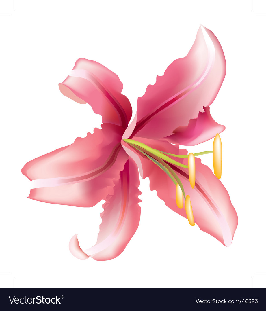 Lily Royalty Free Vector Image - VectorStock