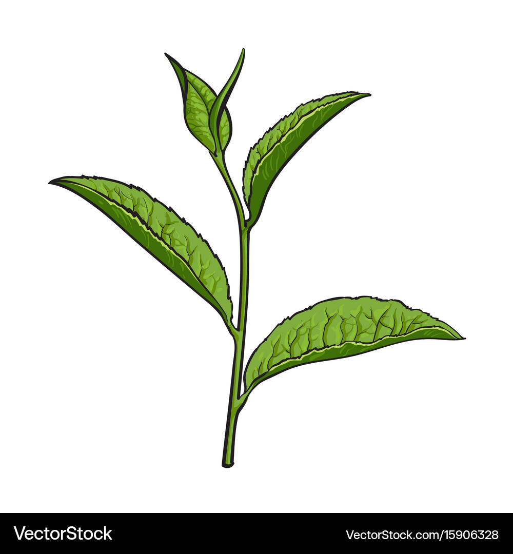 Hand drawn green tea leaf side view sketch Vector Image