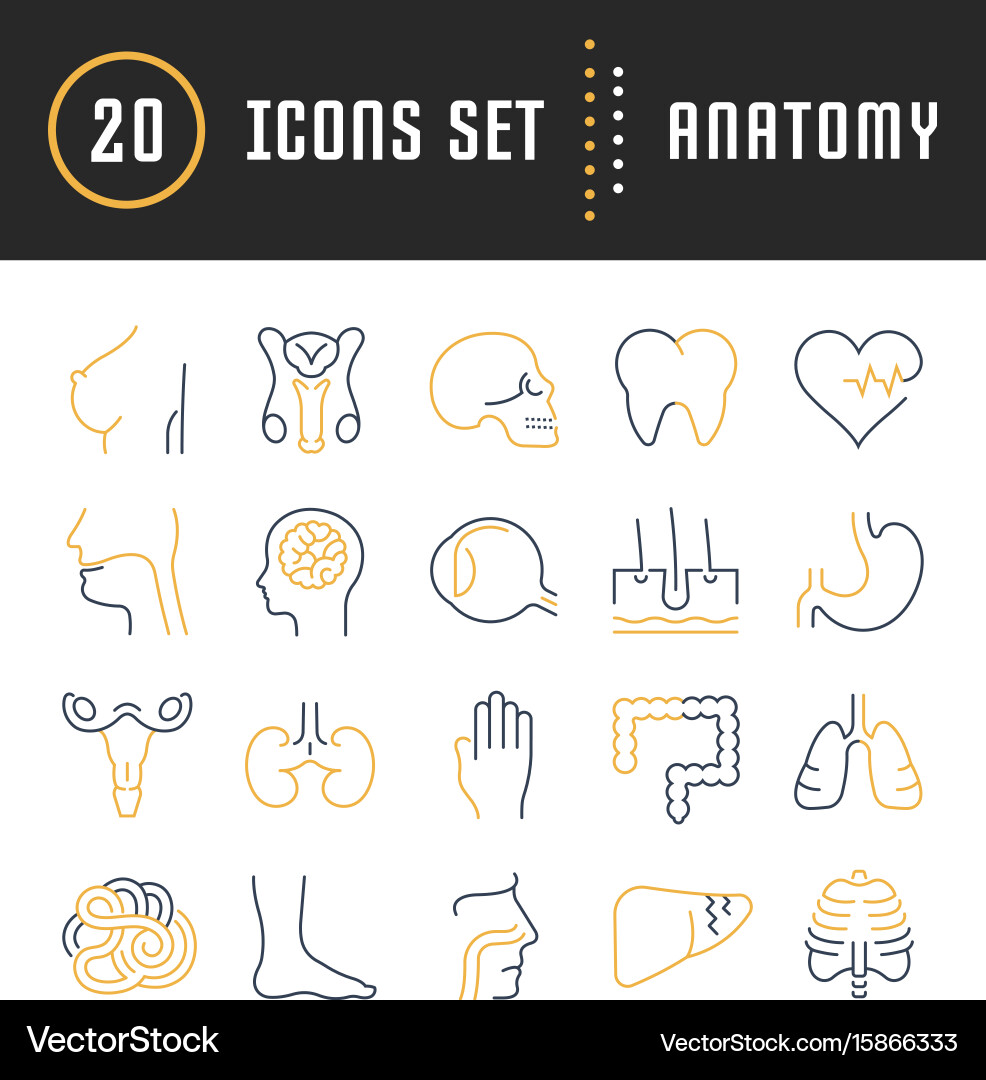 Set flat line icons anatomy Royalty Free Vector Image