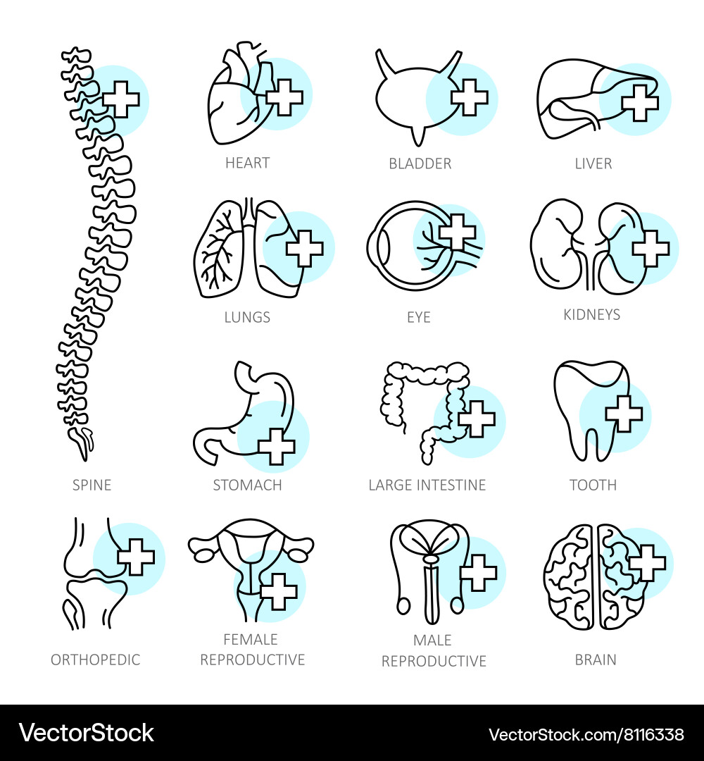 Linear icons on a theme medicine human internal Vector Image