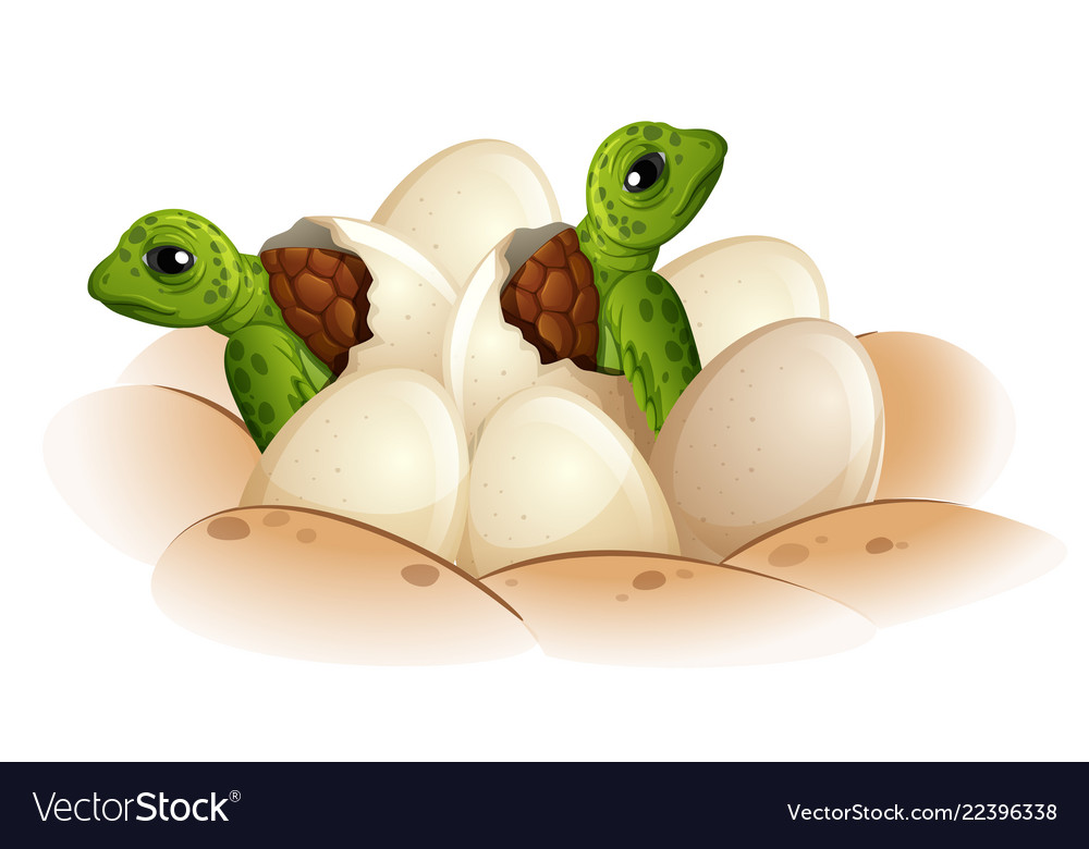 Turtle hatching the egg Royalty Free Vector Image