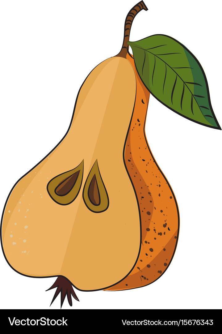 Cartoon image of half pear Royalty Free Vector Image