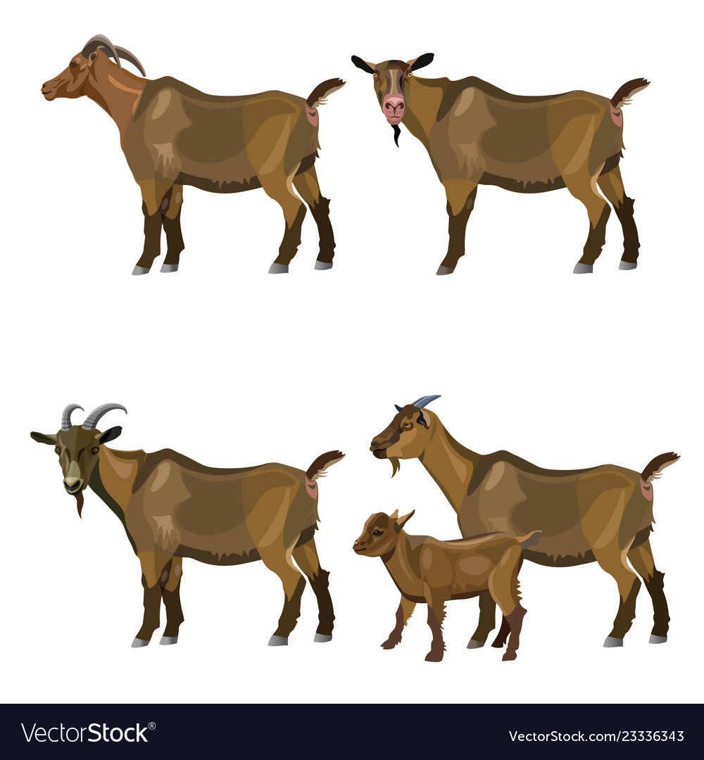Set goats Royalty Free Vector Image - VectorStock
