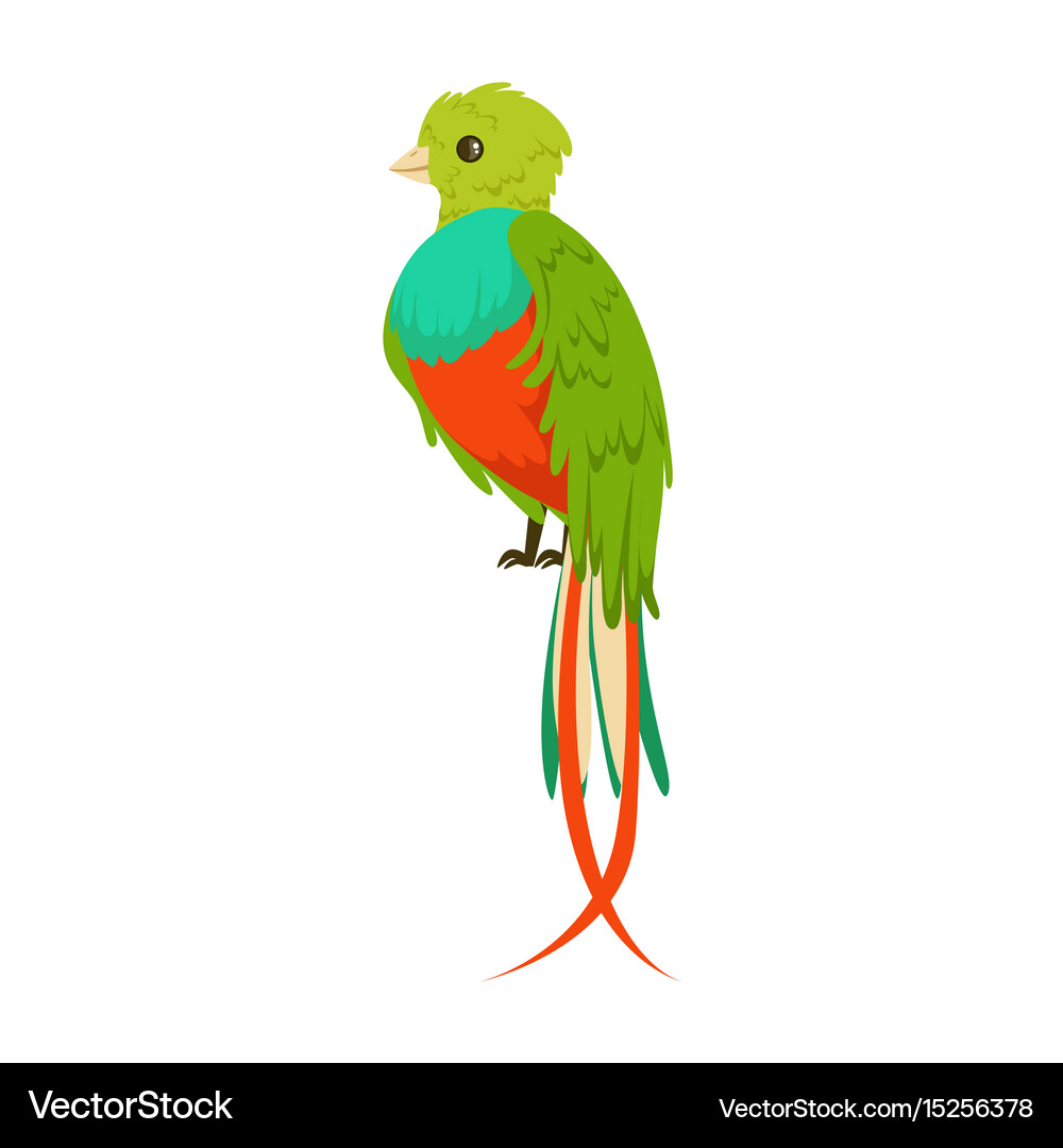 Bright colorful bird with a long tail Royalty Free Vector