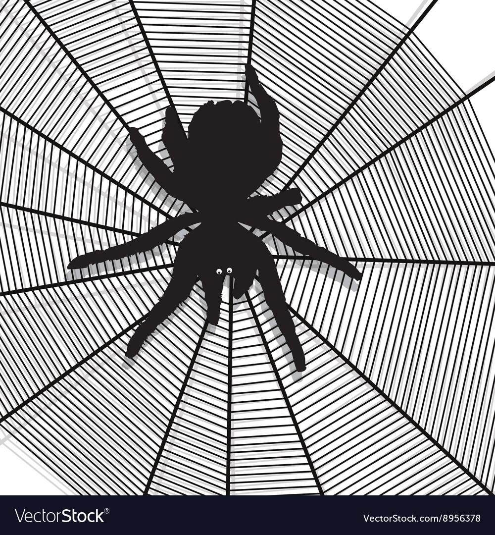 Spider web texture background Royalty Free Vector Image