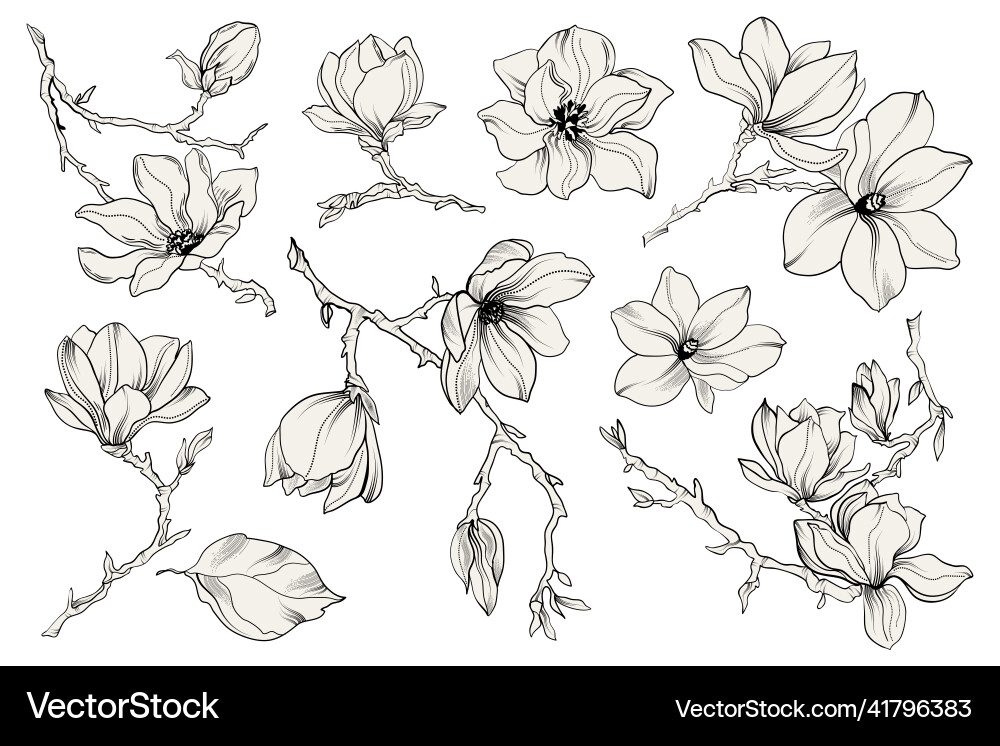 Floral set with magnolia flowers Royalty Free Vector Image