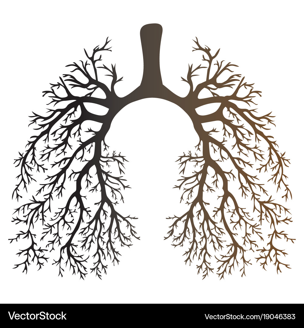 Human lungs respiratory system healthy lungs Vector Image