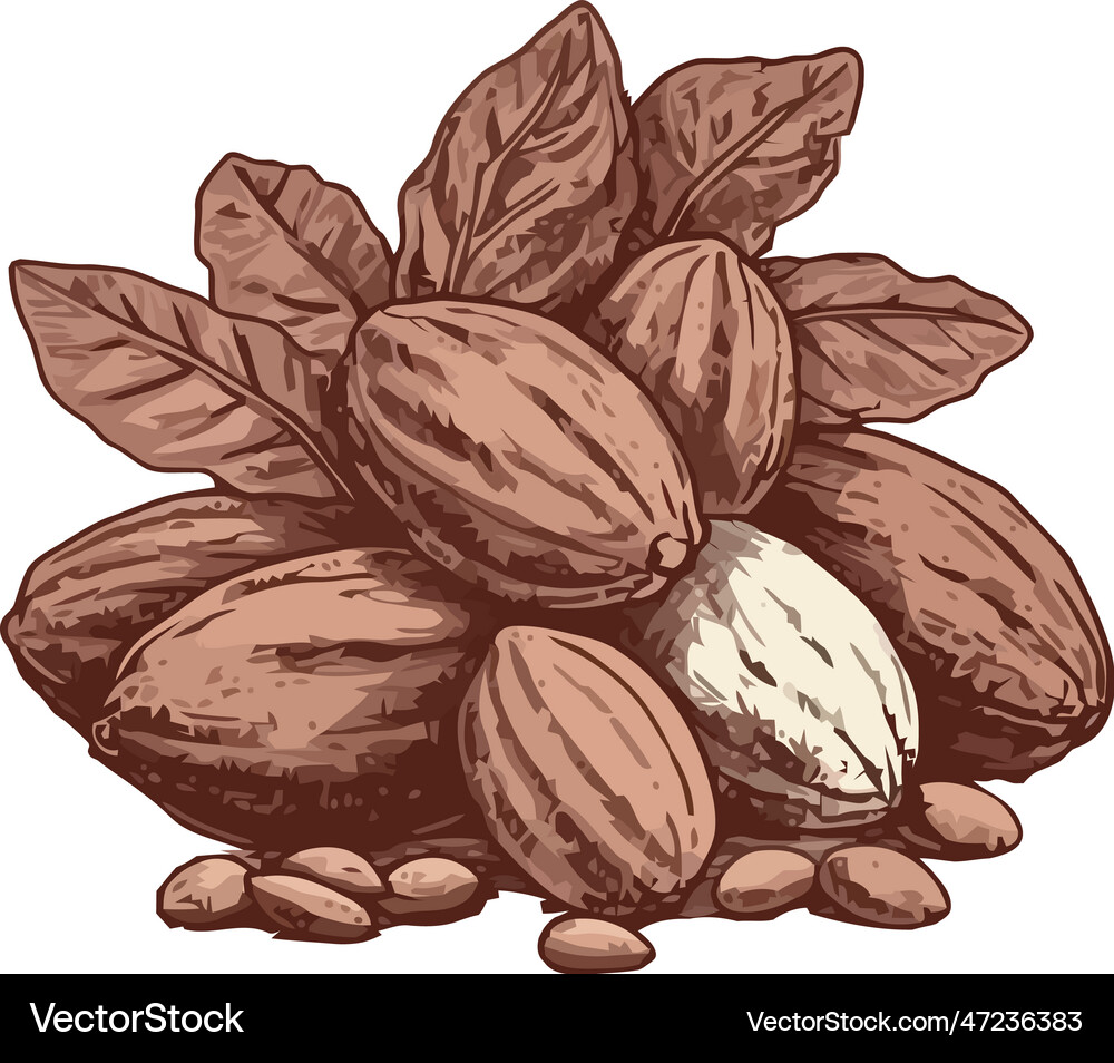 Organic cacao beans isolated nature Royalty Free Vector