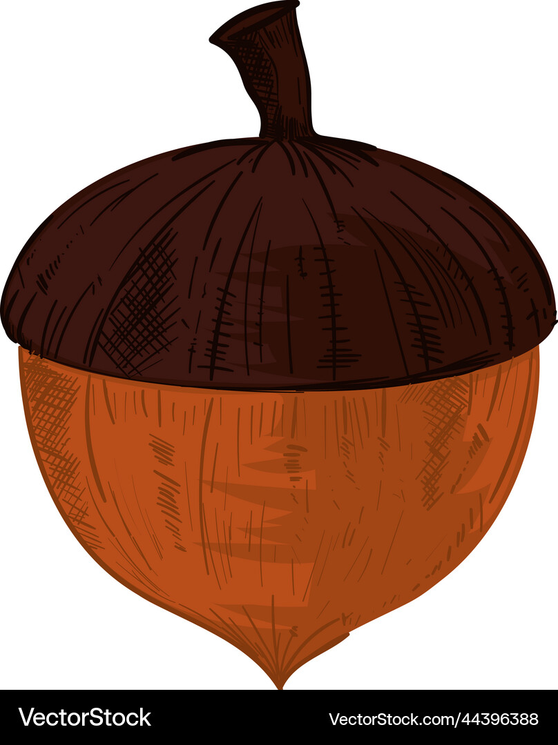 Acorn nut icon Royalty Free Vector Image - VectorStock