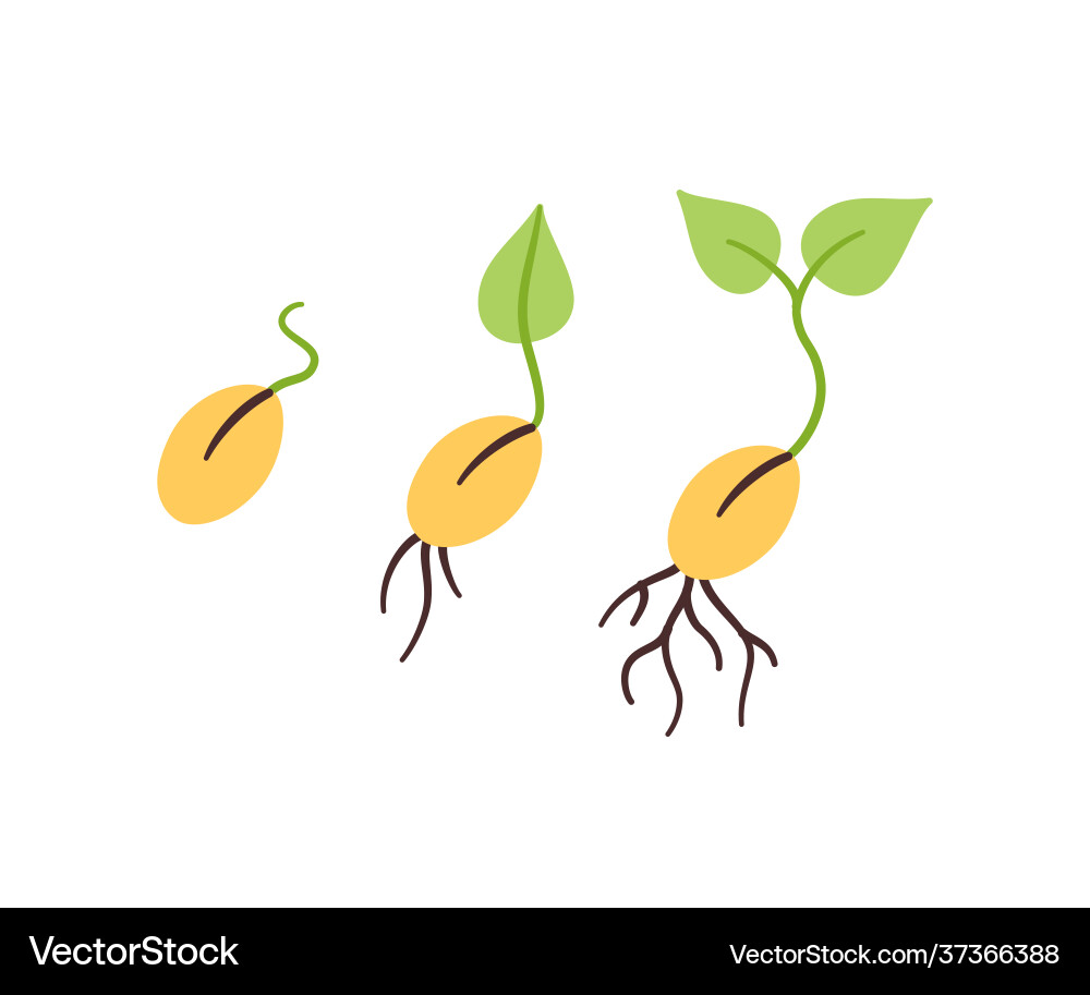 Seeds and seedlings germination sprouts in Vector Image