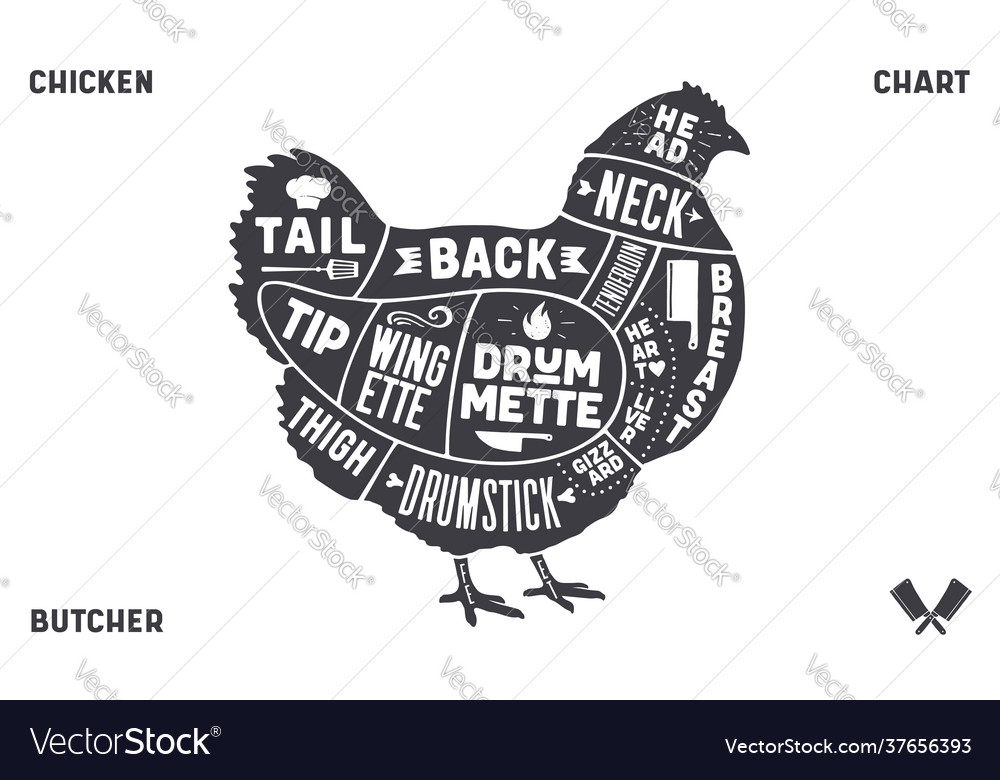 Chicken hen scheme diagram chart Royalty Free Vector Image
