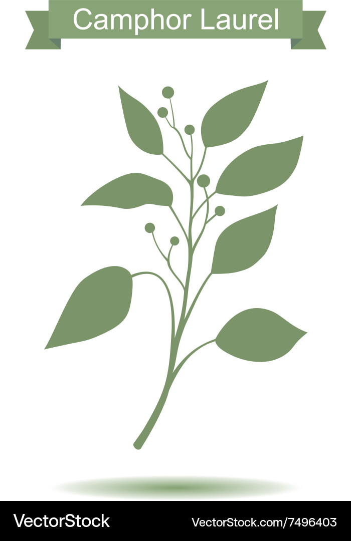 Camphor laurel branch Green silhouette Royalty Free Vector