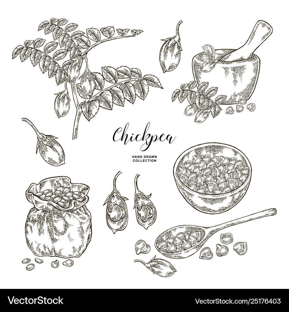 Chickpea plant isolated on white background hand Vector Image