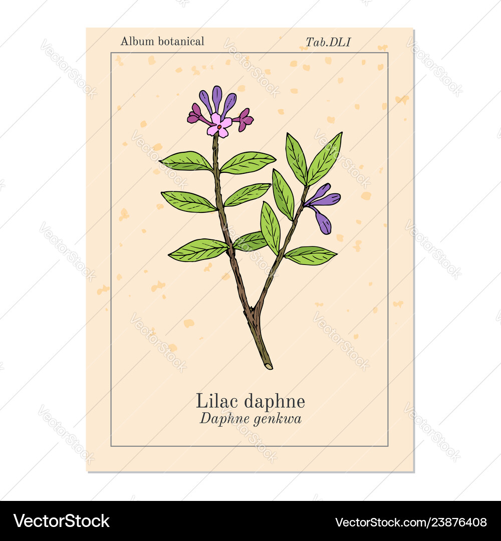 Lilac-daphne daphne genkwa medicinal plant Vector Image