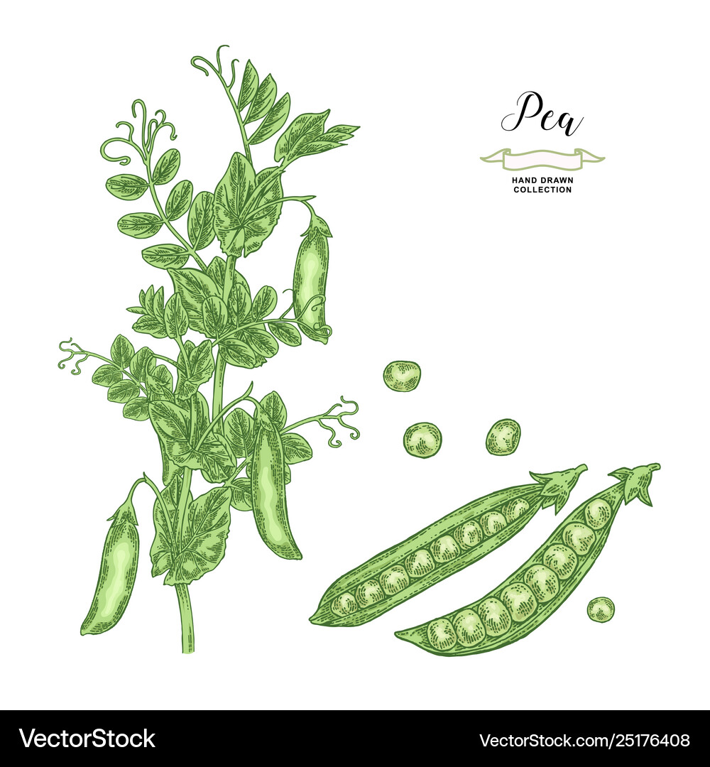 Pea plant isolated on white background hand drawn Vector Image