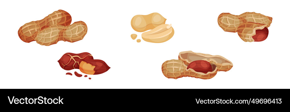 Peanut or groundnut legume crop with edible seed Vector Image