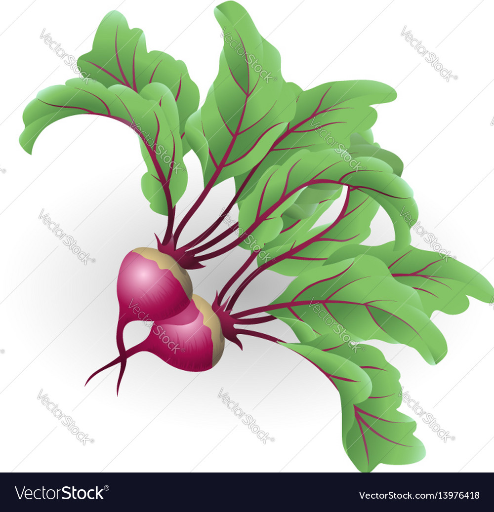 Beetroot Royalty Free Vector Image - VectorStock