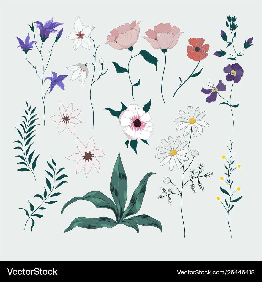 Set with wild flowers isolated collection Vector Image