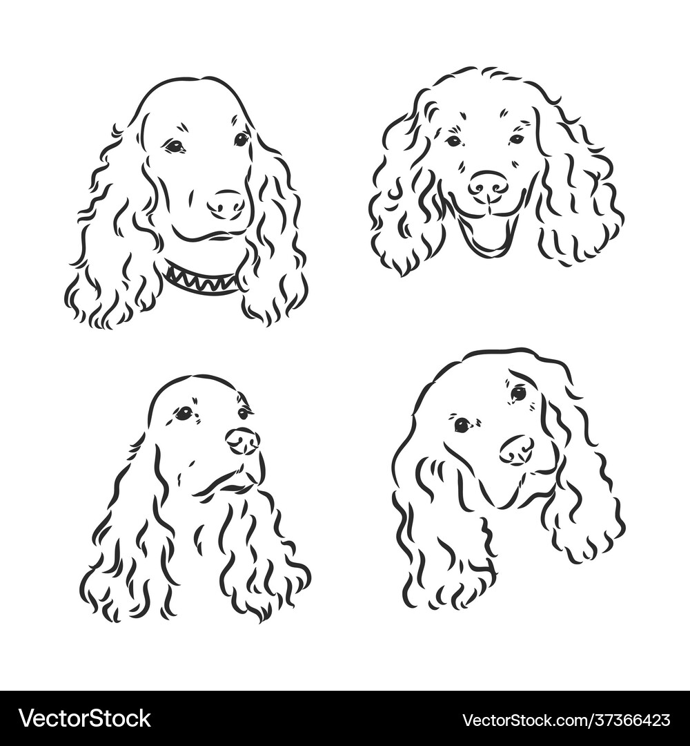 Springer Vetor Logo Springer Spaniel Svg Etsy