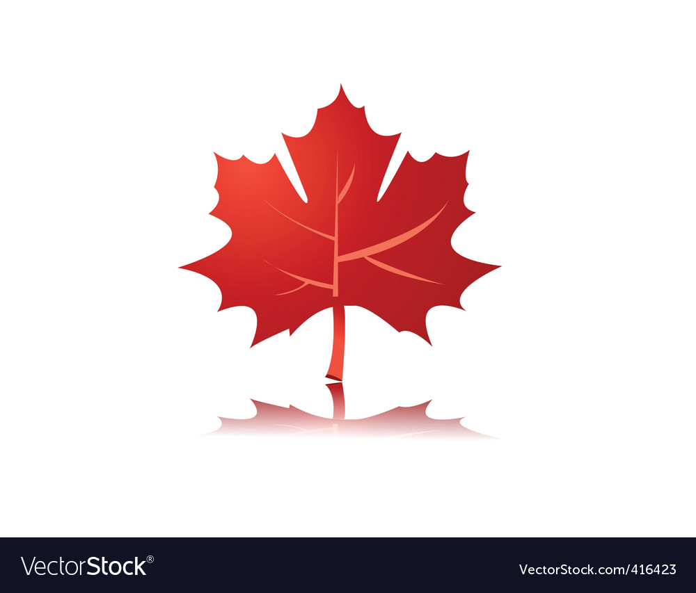 Maple leaf Royalty Free Vector Image - VectorStock