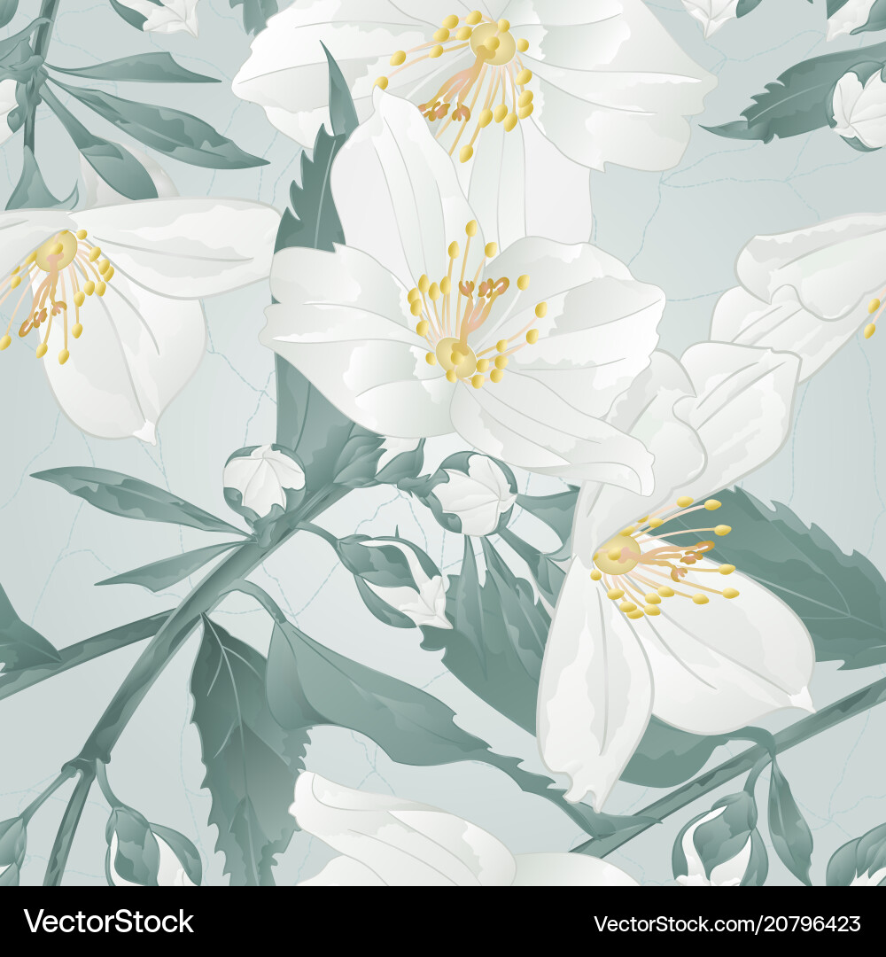 Seamless texture twig flower jasmine and buds Vector Image