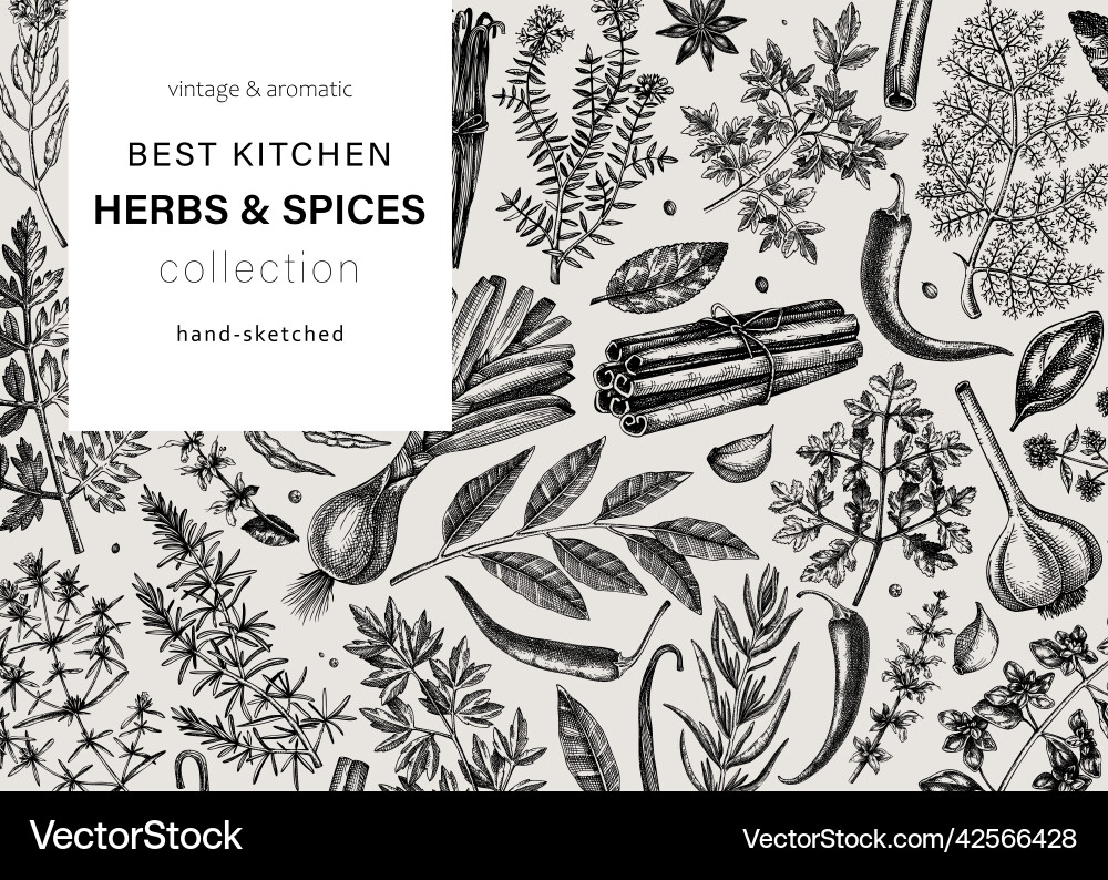 Hand-drawn herbs and spices design hand-sketched Vector Image
