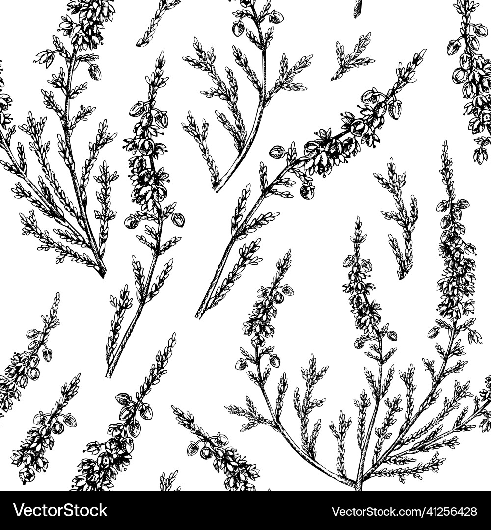 Hand sketched heather background vintage summer Vector Image