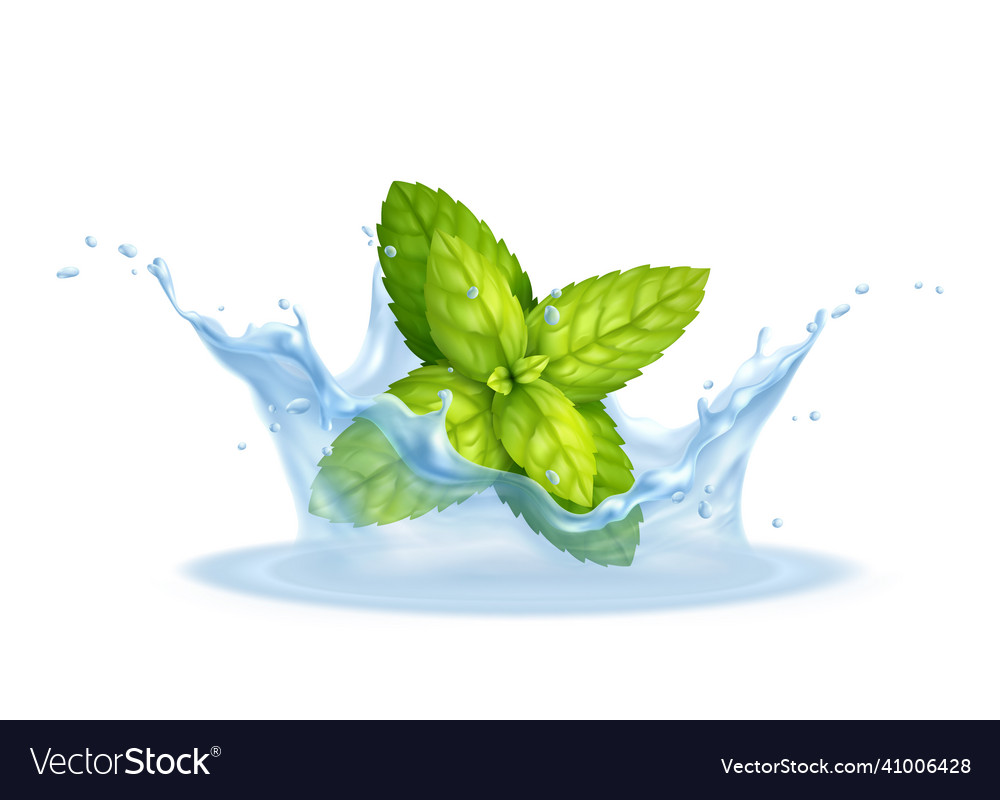 Mint in splashes Royalty Free Vector Image - VectorStock