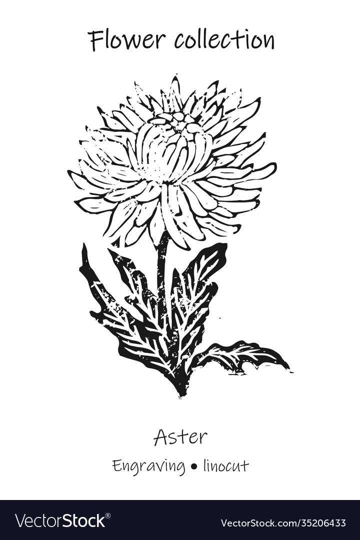 Aster Royalty Free Vector Image - VectorStock